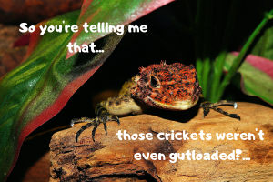 How To Care For Crickets Guide + How To Gut Load Crickets
