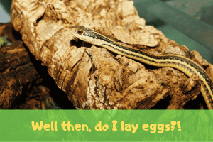 Do Garter Snakes Lay Eggs? - We've Got the Answer! - UrbanReptiles