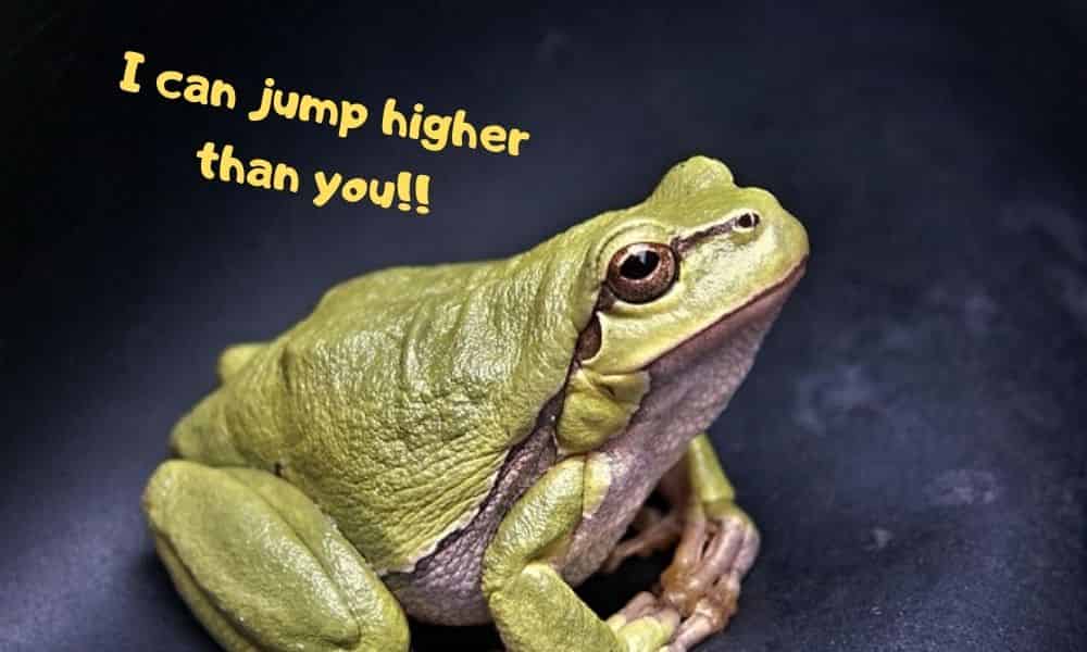 Best Pet Amphibians - Upriva Reptiles