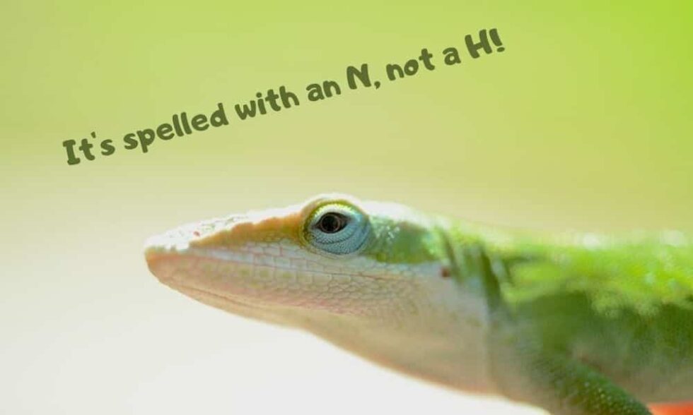 Best Small Pet Lizards - UrbanReptiles